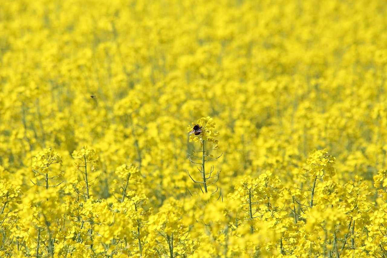 China to Slash Tariffs on Canadian Rapeseed by March 1, Easing Trade Tensions
