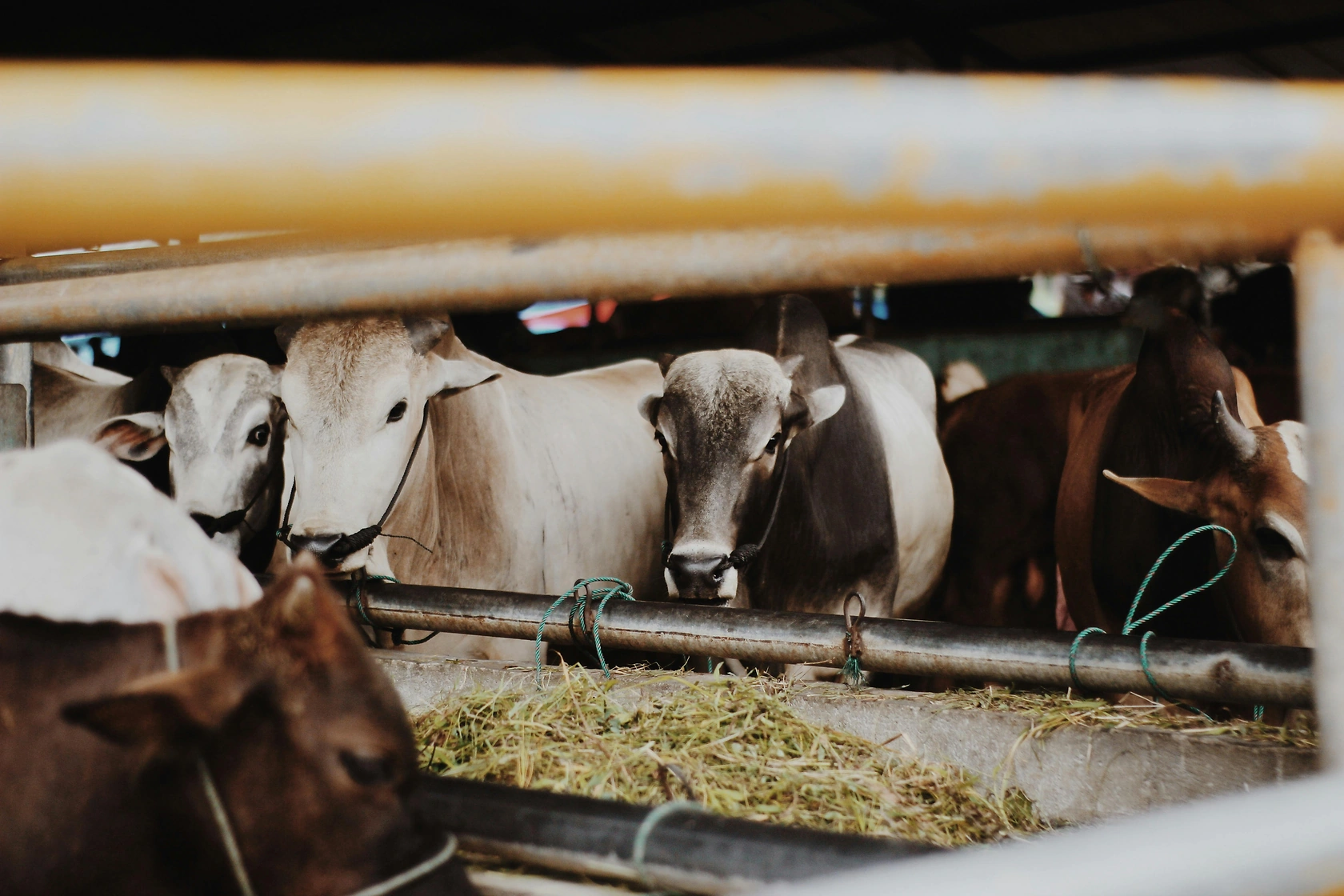 Japan Approves J-Credit Methodology for Cattle Feed Additives to Cut Methane