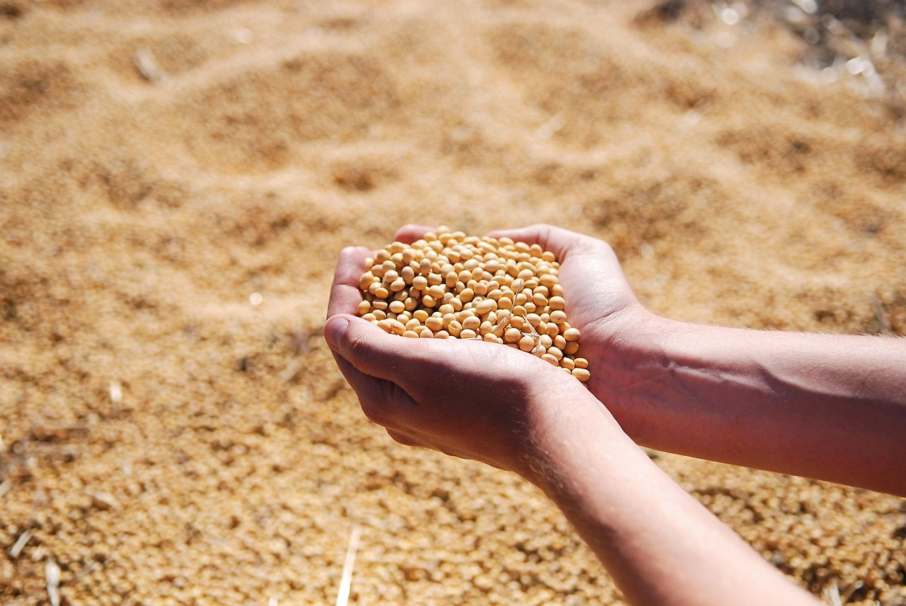 Brazil Soybean Market: Mixed Signals in Late May 2026
