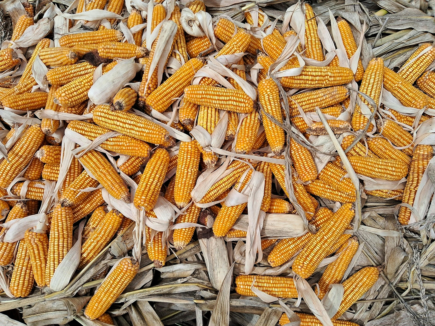 Global Food Prices Fall for Fourth Consecutive Month in December 2025