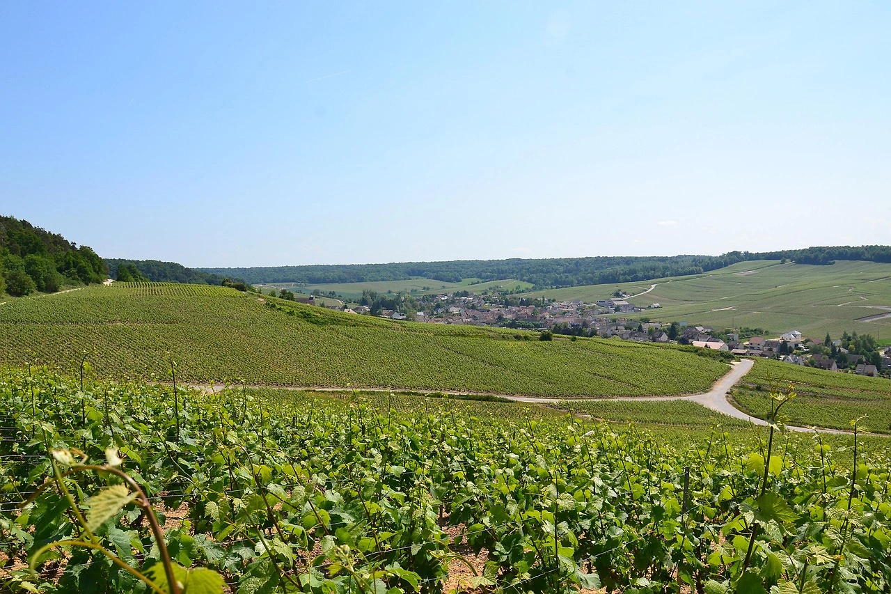 Champagne Grape Quality Improves Amid Demand Challenges