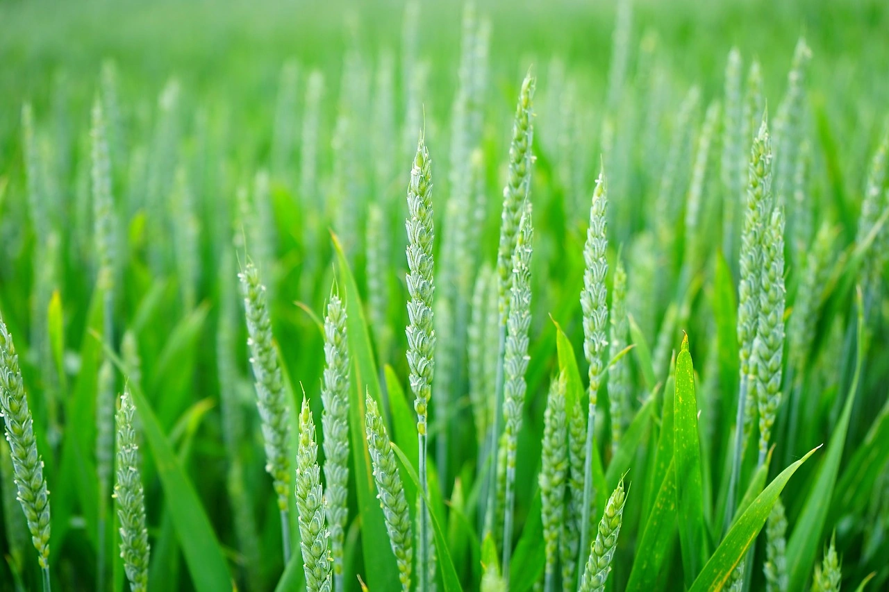 Wheat Market Sees Mixed Performance with Varied Futures Movements