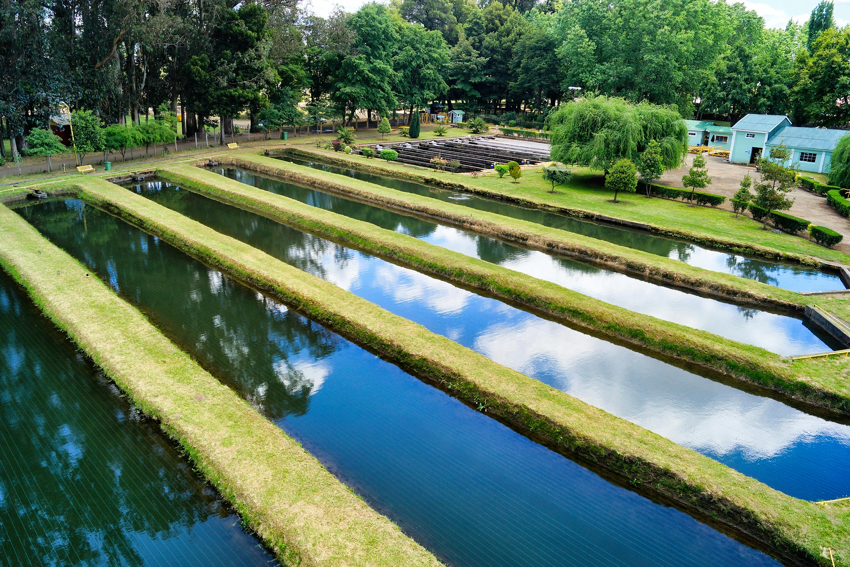 Chile's Aquaculture Sector: Four Years of Negative Policy & Hope Under New Leadership