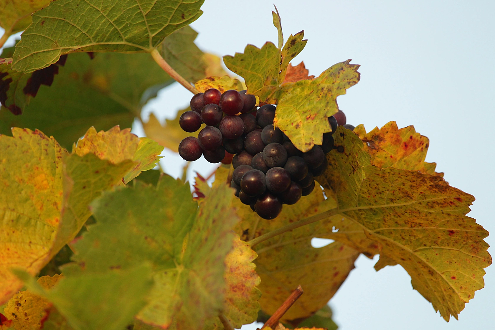 Northern Europe's Wine Revolution: New Vineyards Flourish in Colder Climes