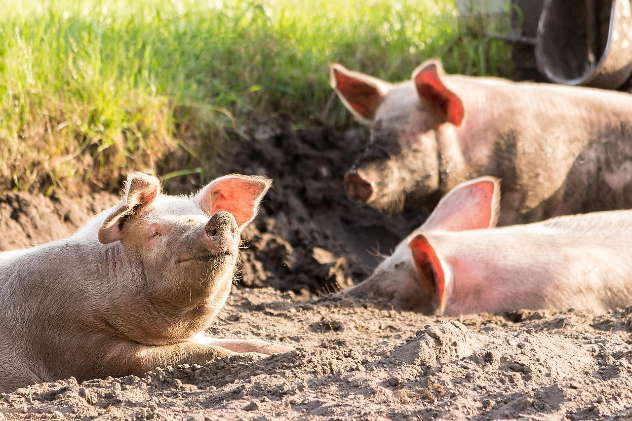 Lean Hog Futures Show Mixed Movement Amid Price Declines
