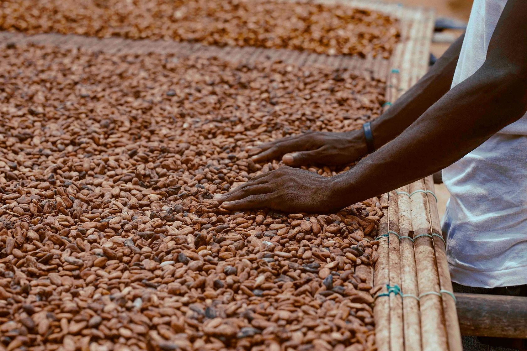 West Africa Reforms Cocoa Price Controls After 2024 Market Crash