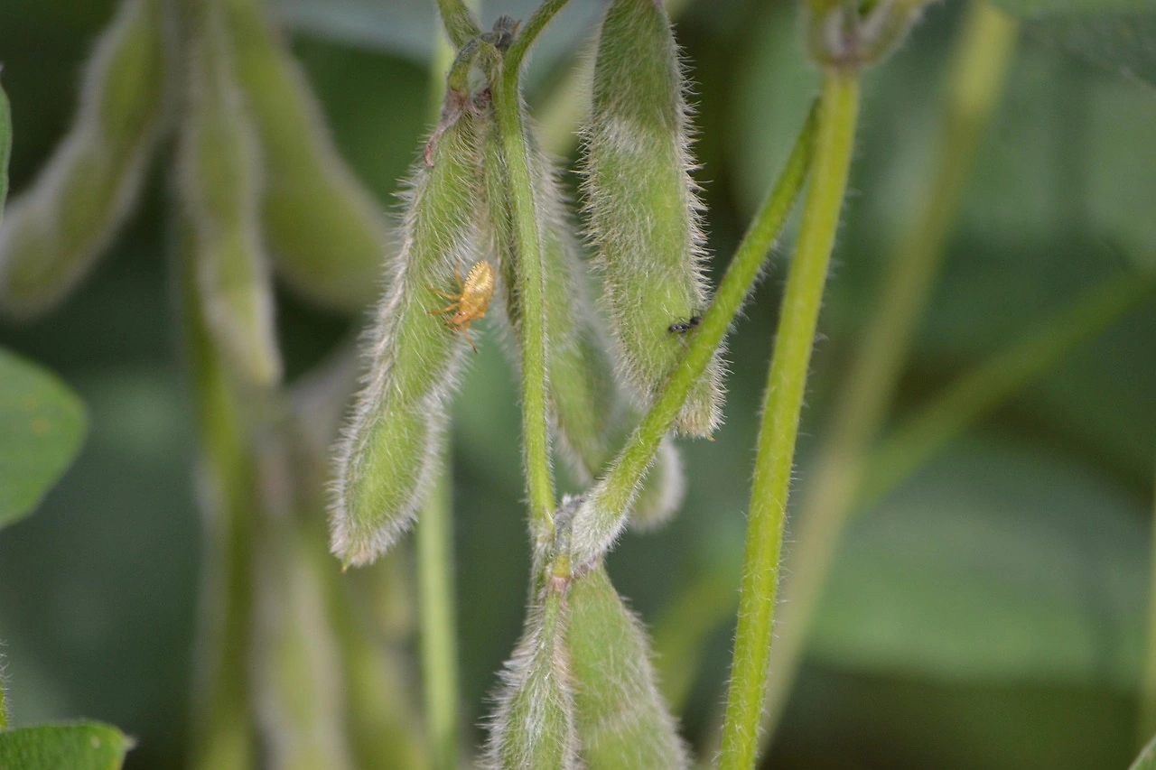 Conab Reports Mixed Soybean Market Movements in Late May 2026