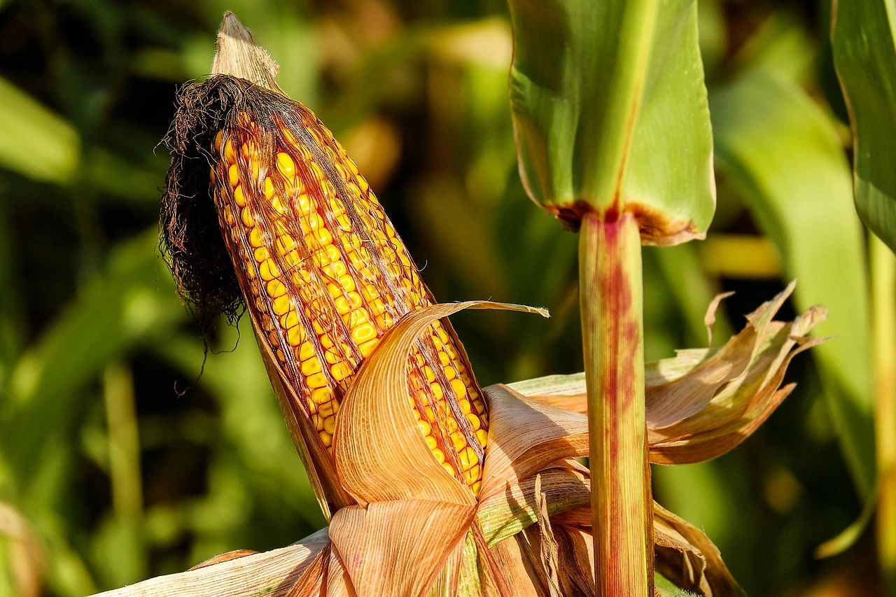 Corn Prices Rebound After USDA Reports and Export Sales