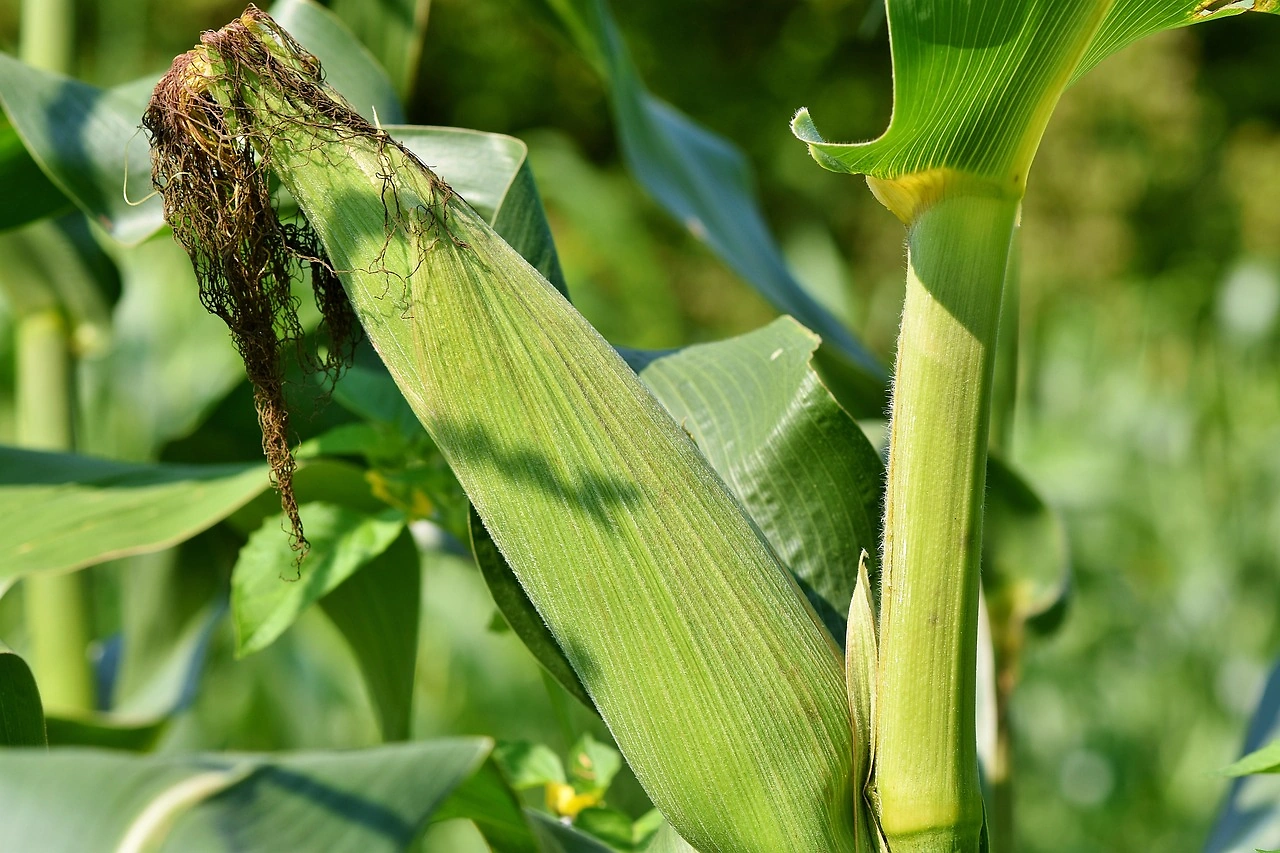 Brazilian Corn Market Shows Limited Movement in Late May 2026