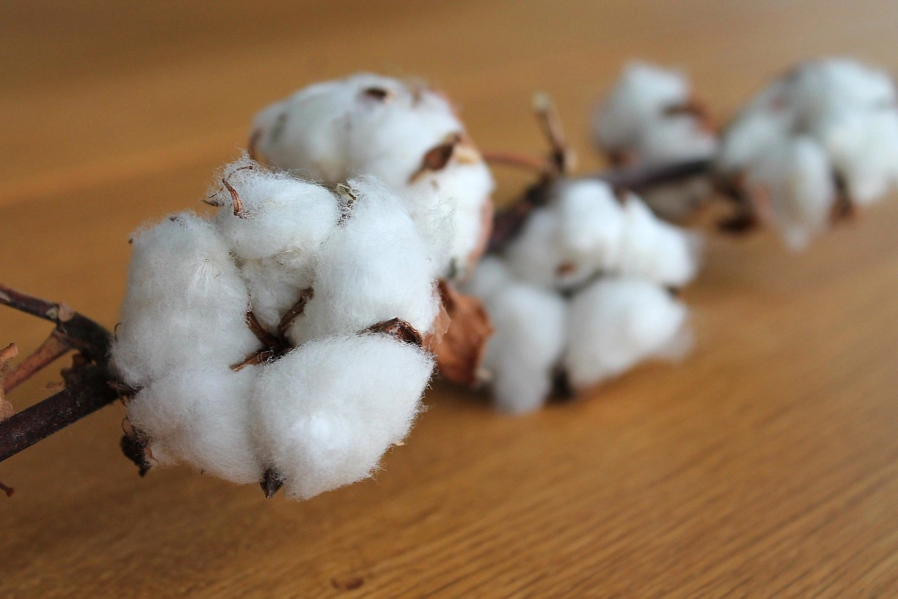 Cotton Futures Surge as Crop Conditions Decline