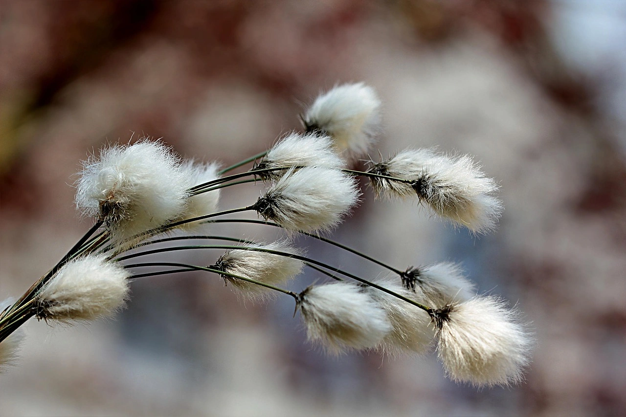 Cotton Futures Show Modest Gains in Friday Morning Trading