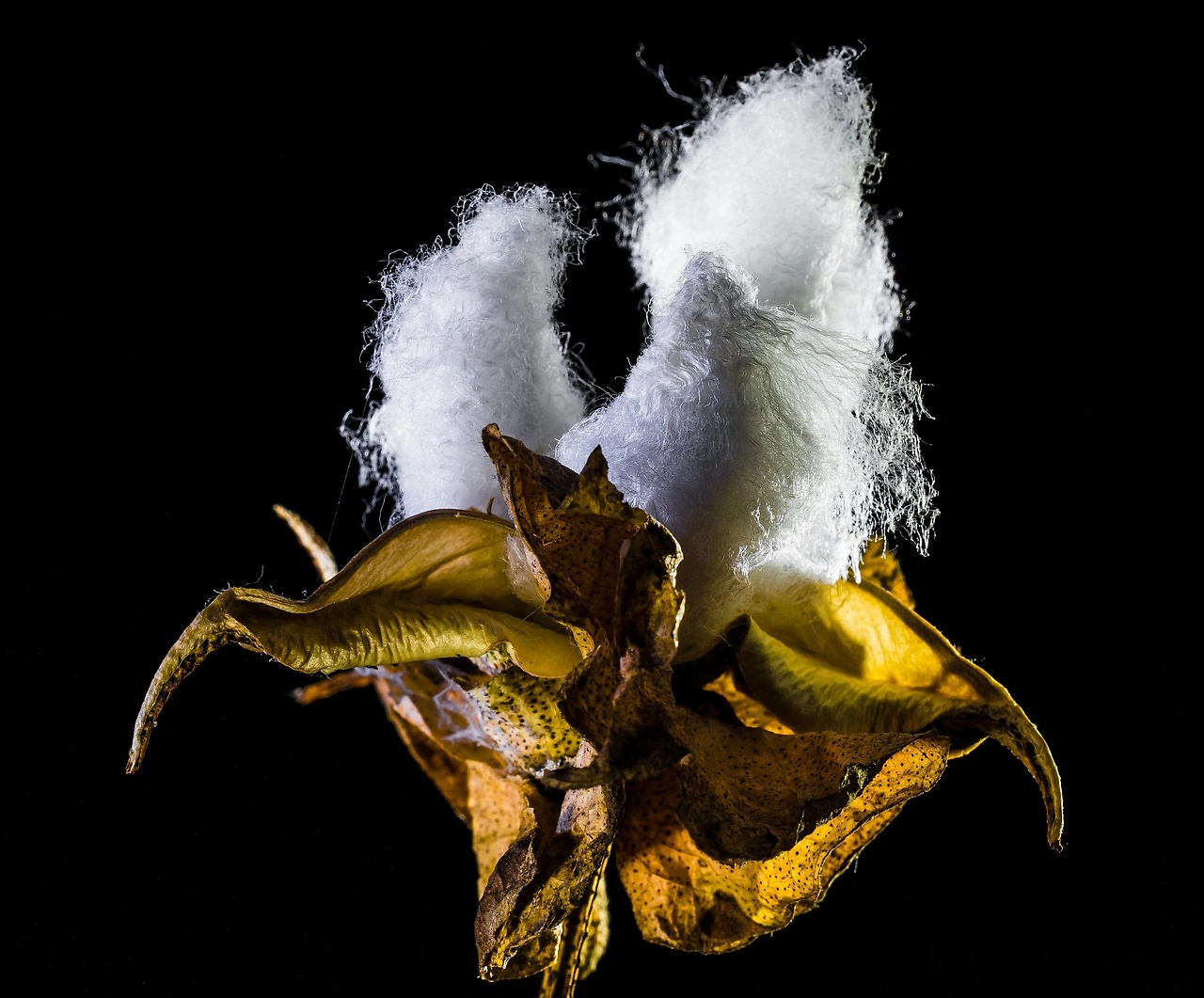 Cotton Futures Decline Amid Market Weakness