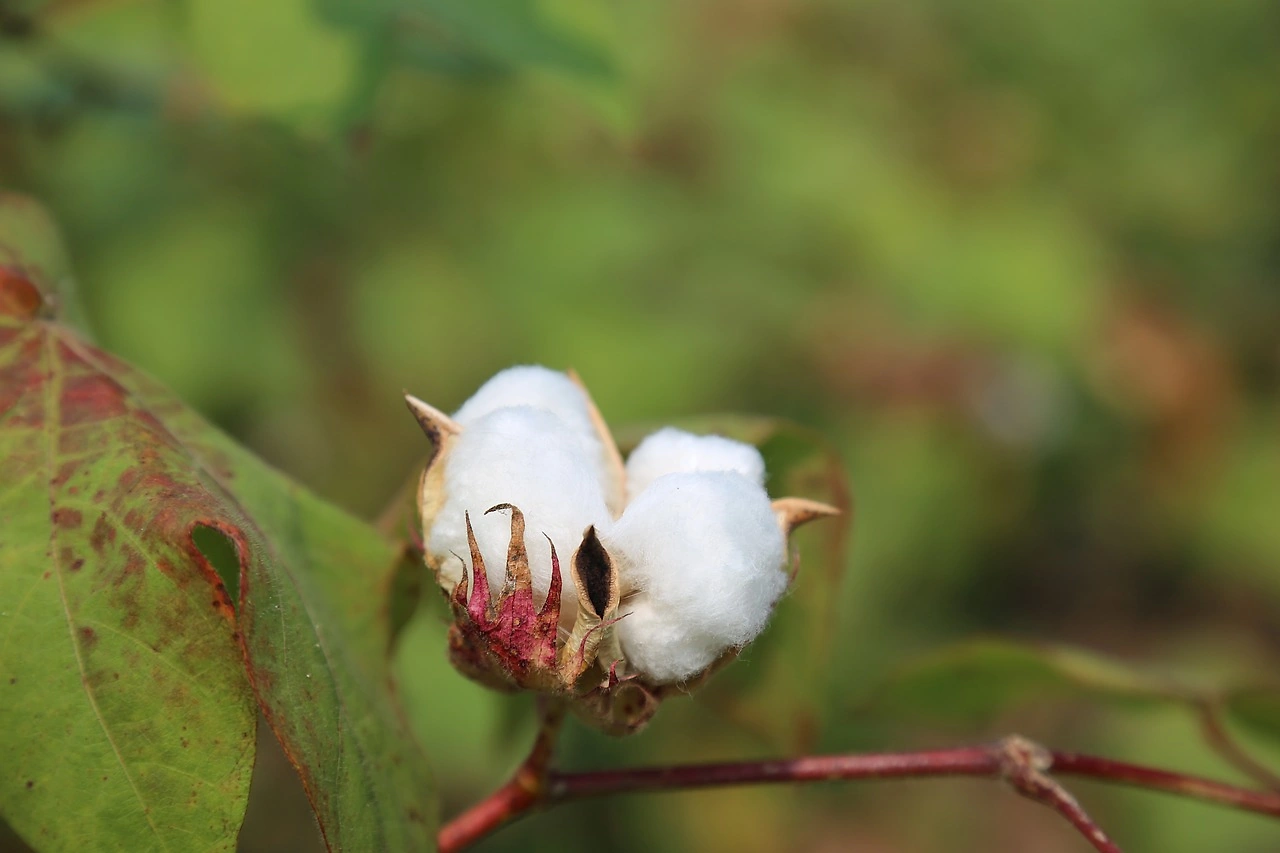 Cotton Market Sees Mixed Trading Amid Global Economic Fluctuations