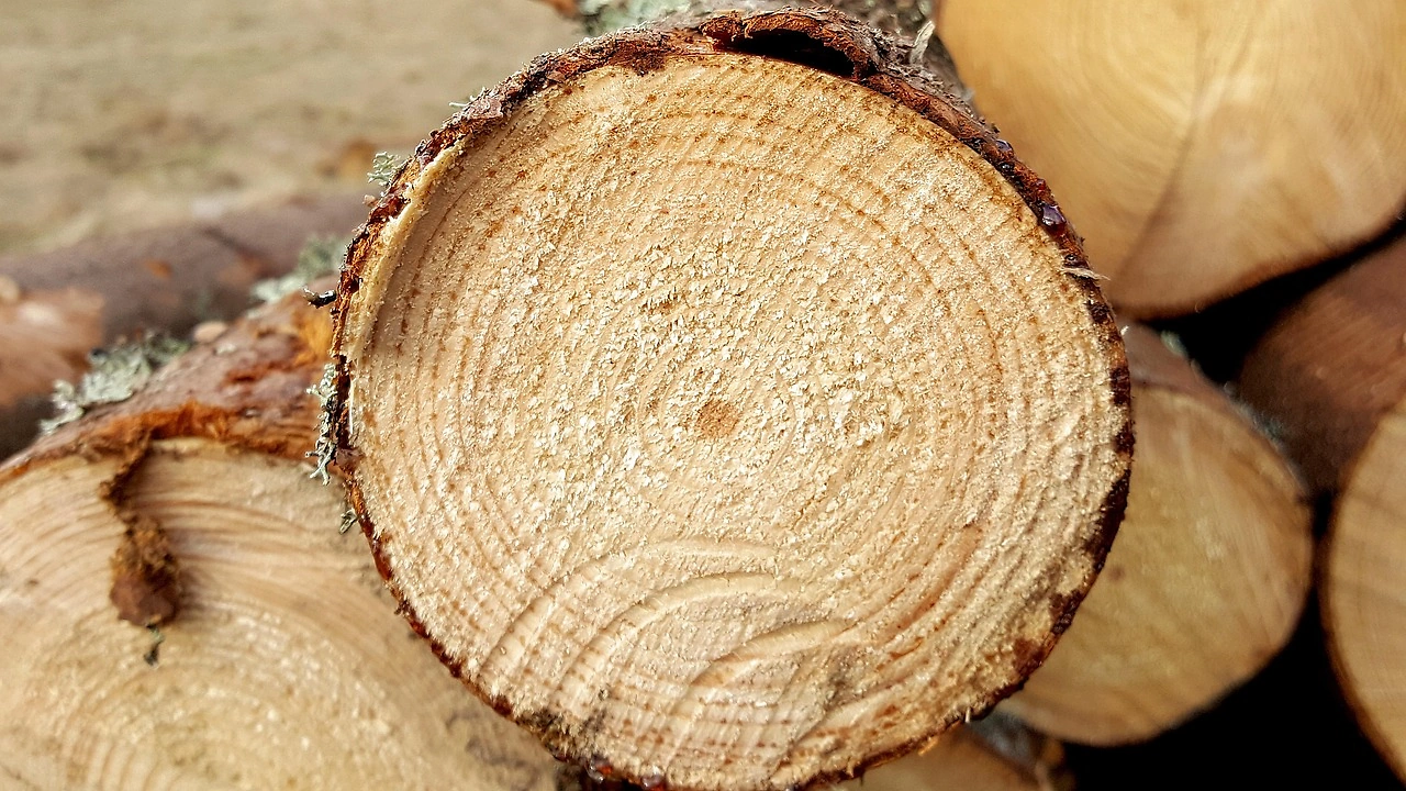 Ignace Sawmill to Shut Down Indefinitely in March 2026