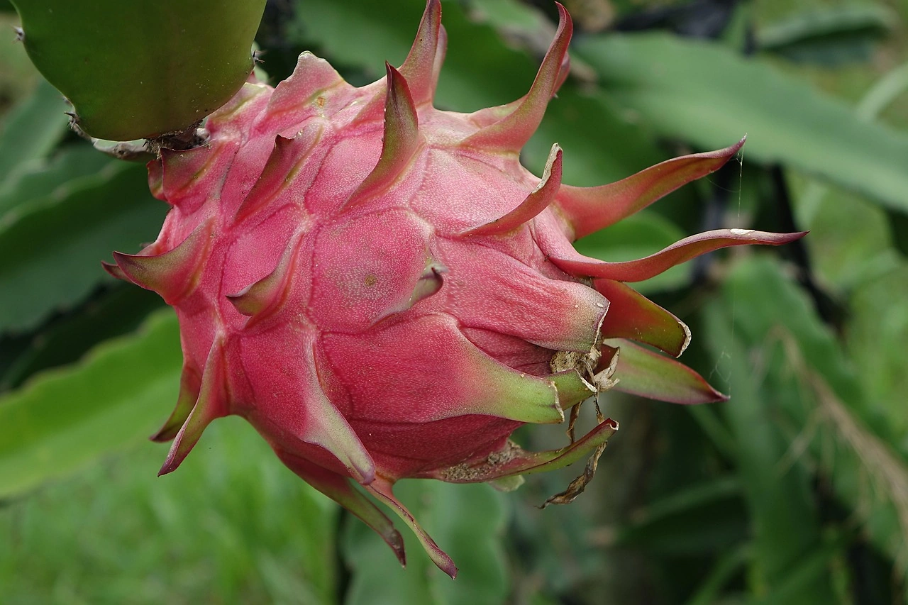 StePacPCC Launches MA/MH Packaging to Extend Pitaya Freshness During Shipment