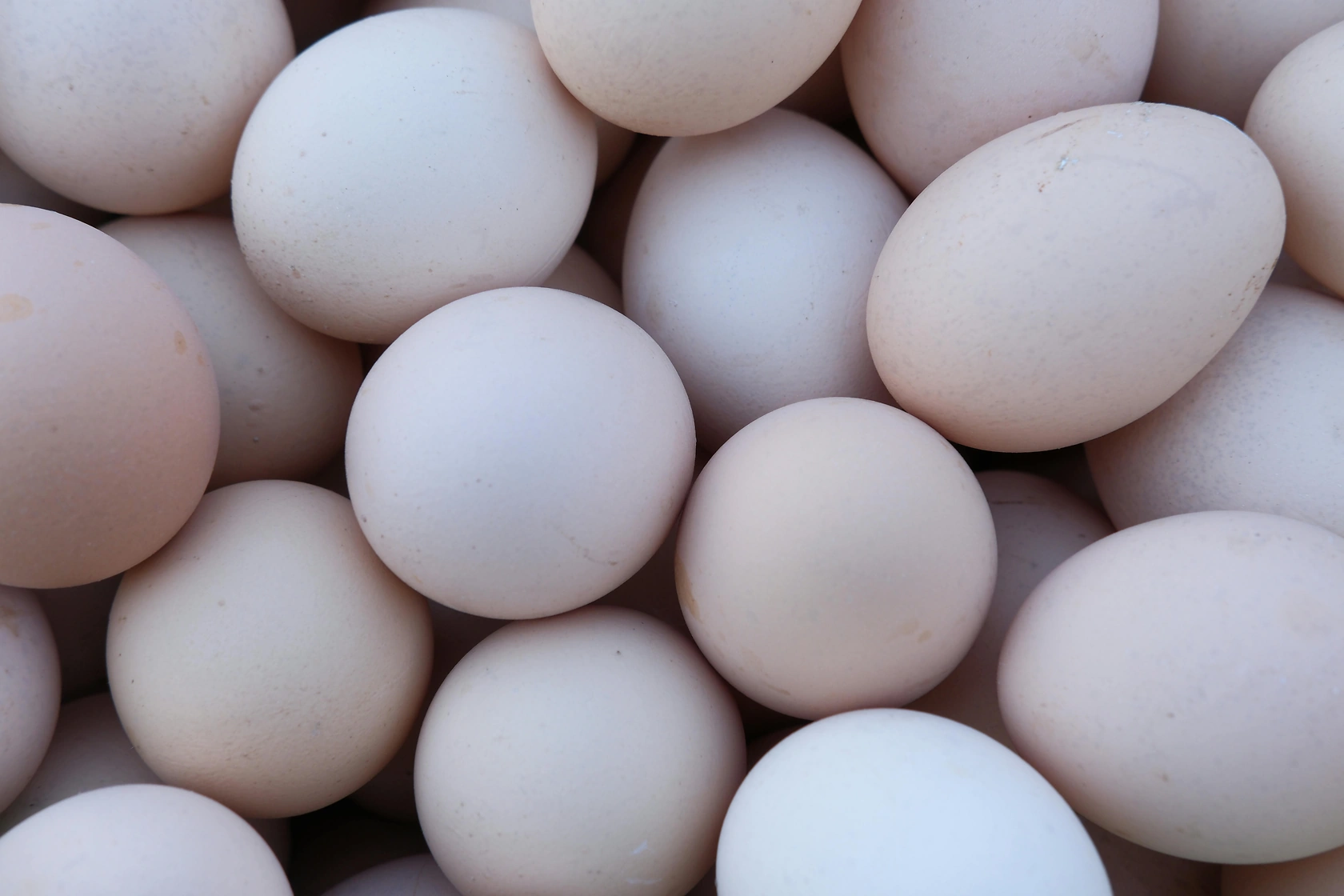 Vital Farms Stock Jumps 11% After Analyst Defense of Feed Practices