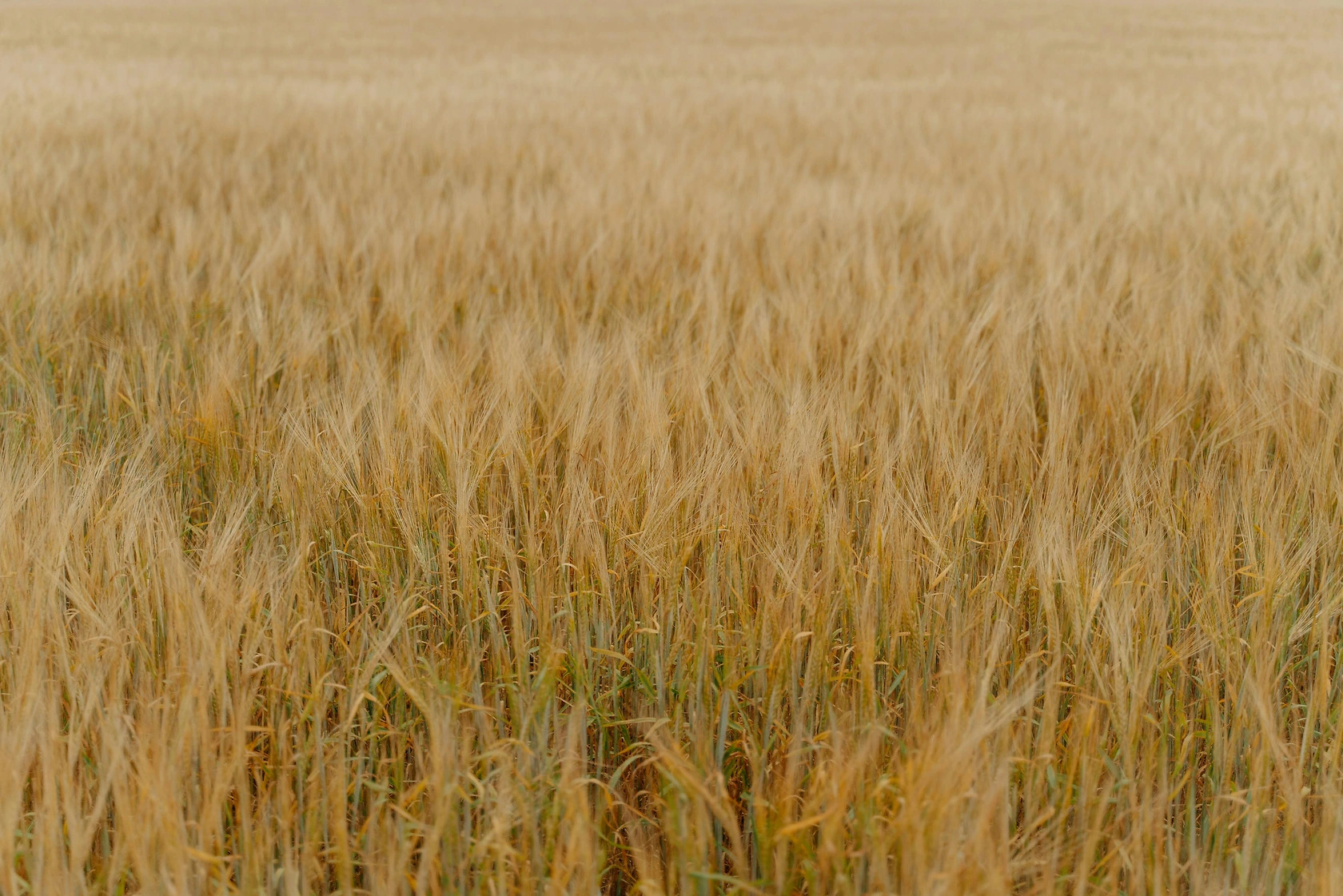 Egypt Ranks Second Globally in Wheat Yield for 2025 Season