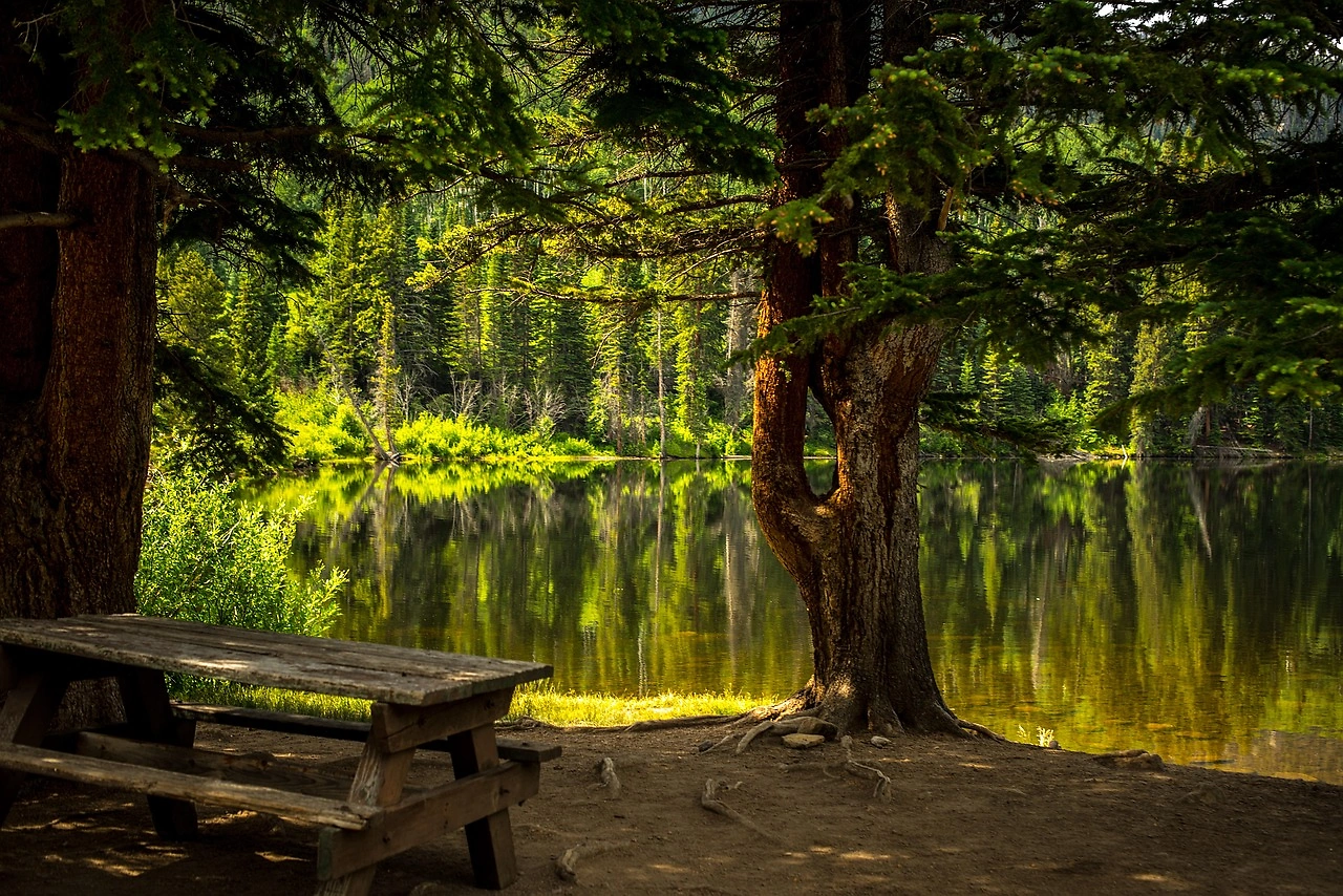 EU Woodland Area Grows 0.1% in 2025, Ireland Leads Net Increase