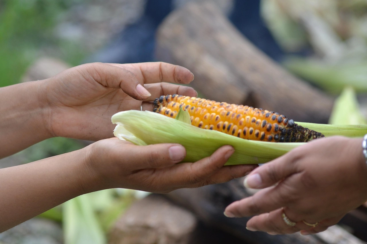 USDA Announces $12 Billion Farmer Bridge Assistance Program for 2025 Crop Year