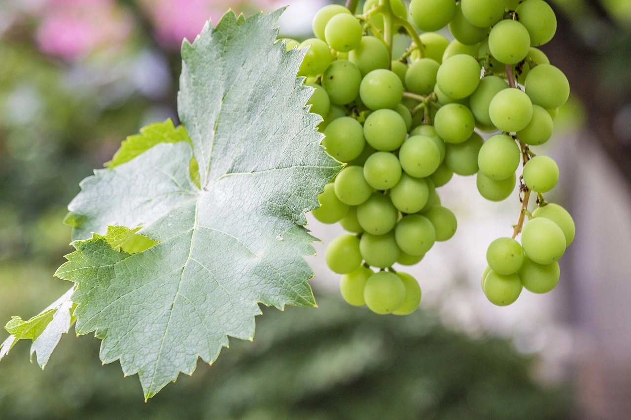Vina Concha y Toro Reports Strong Q2 Earnings