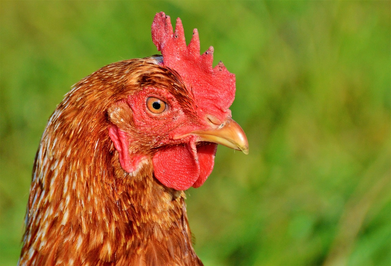 German Egg Production 2025: Free-Range & Organic Methods Gain Market Share
