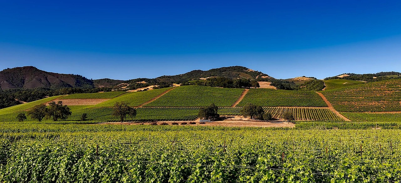 Gallo Winery Closes California Facility, Cuts Jobs