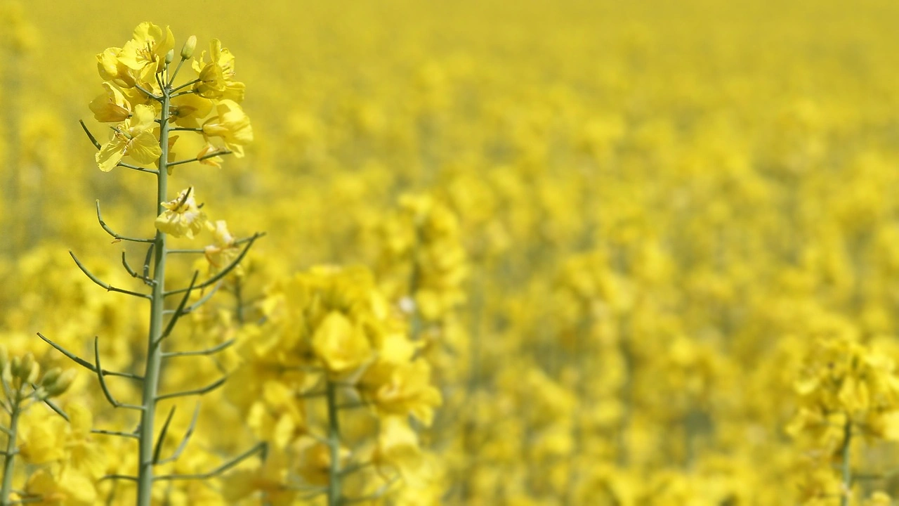 India Considers Easing Restrictions on Genetically Modified Crops