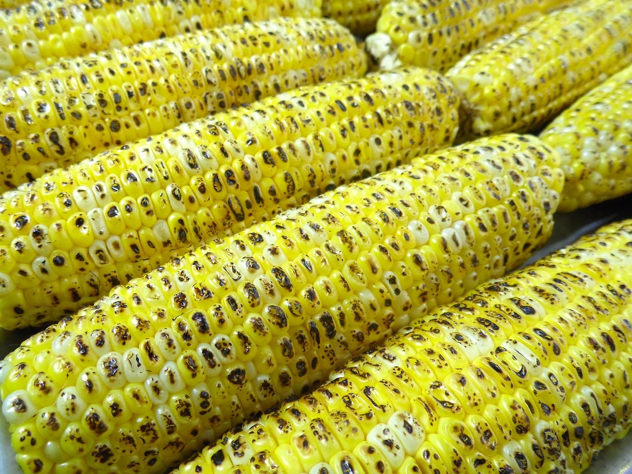 Ethiopia Approves Genetically Modified Maize for 2025 Commercial Release
