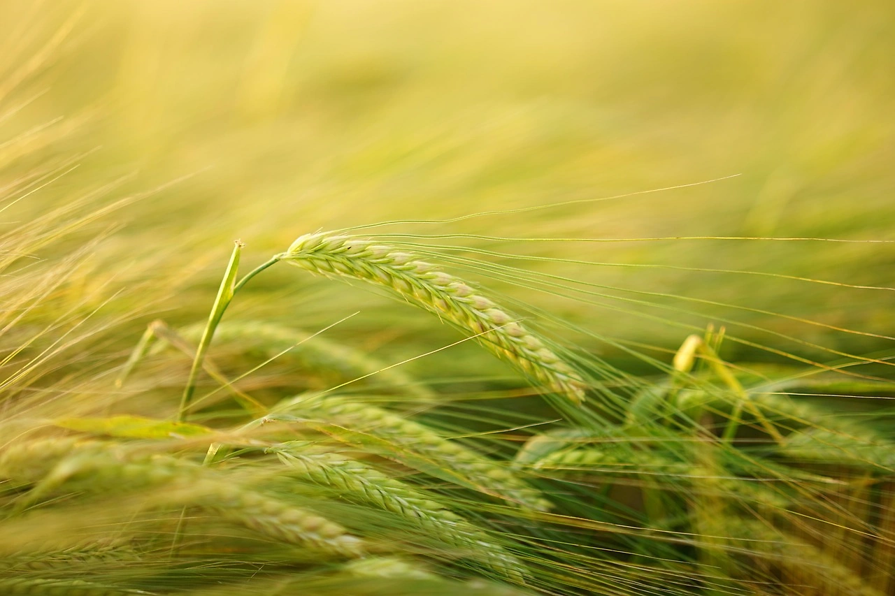 Global Food Prices Fall for Fifth Month as Cereals Gain Slightly in January 2026