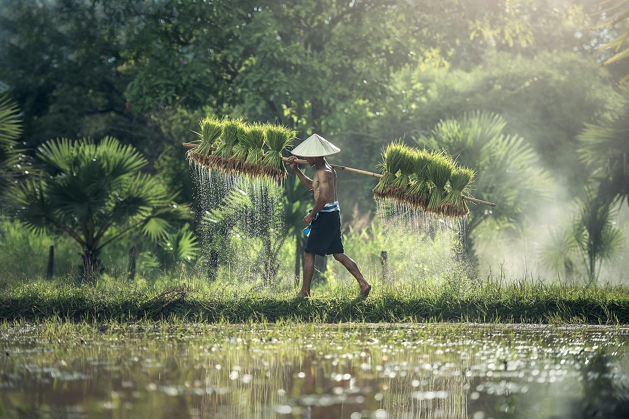 Global Rice Prices Show Mixed Signals Amid 2025-26 Harvest Pressure
