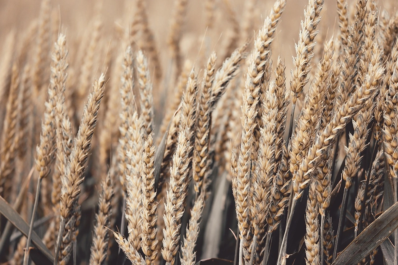 GrainCorp Cuts FY26 Earnings Outlook Amid Global Grain Glut