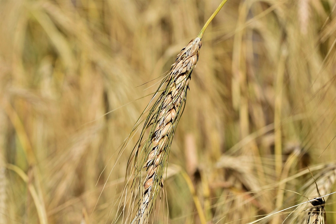 USDA June 2026 Crop Production Report: Winter Wheat Down 27% from 2025