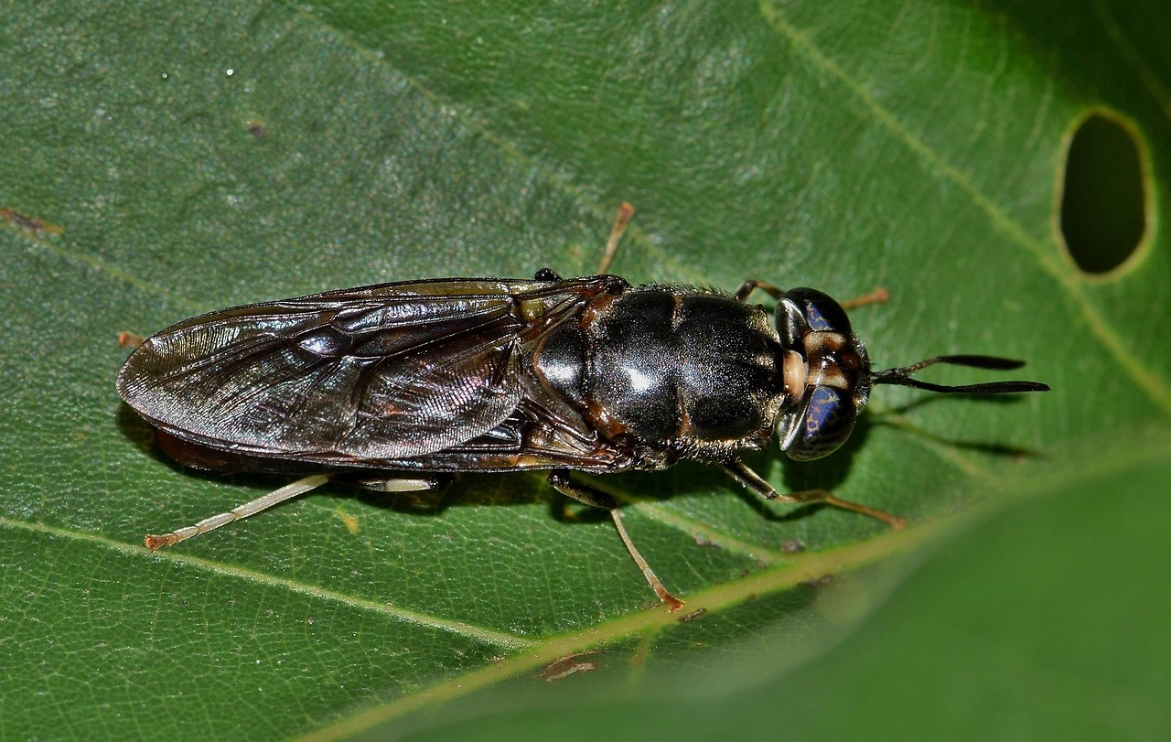 Innovafeed Scales Insect Ingredient Platform with EUR51 Million Funding