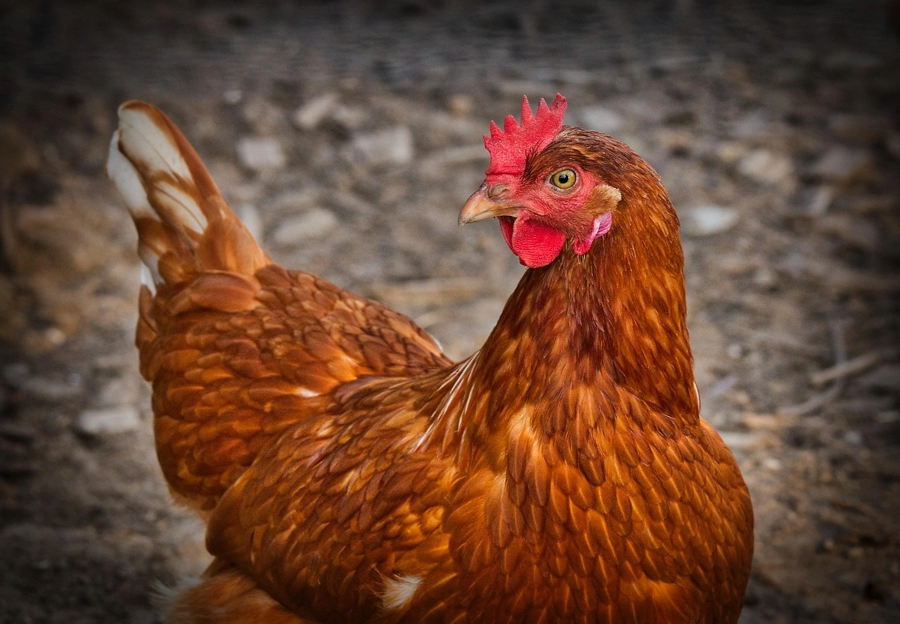 Tyson Foods Valued at 14x Forward P/E, Analysis Cautions