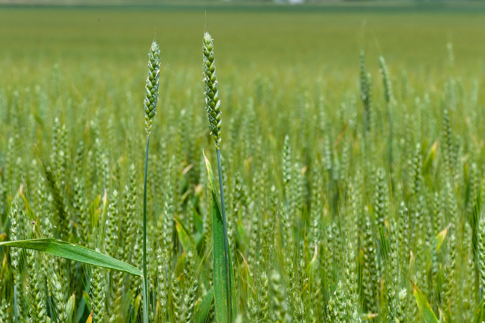 Syngenta's X-Terra Hybrid Wheat Approved for 2026 Sowing in France