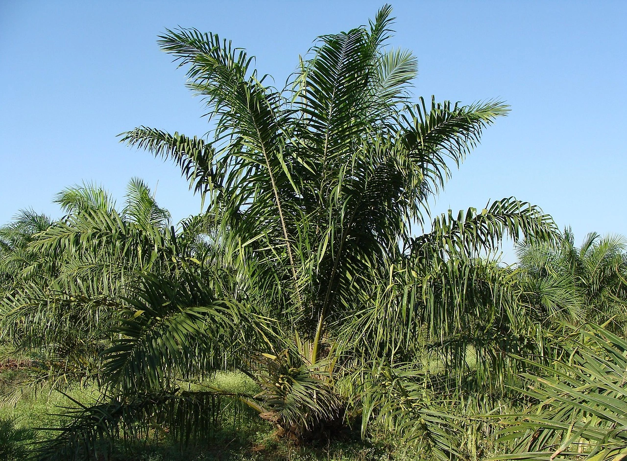 India's Palm Oil Imports Forecast to Rebound in 2025/26 Marketing Year