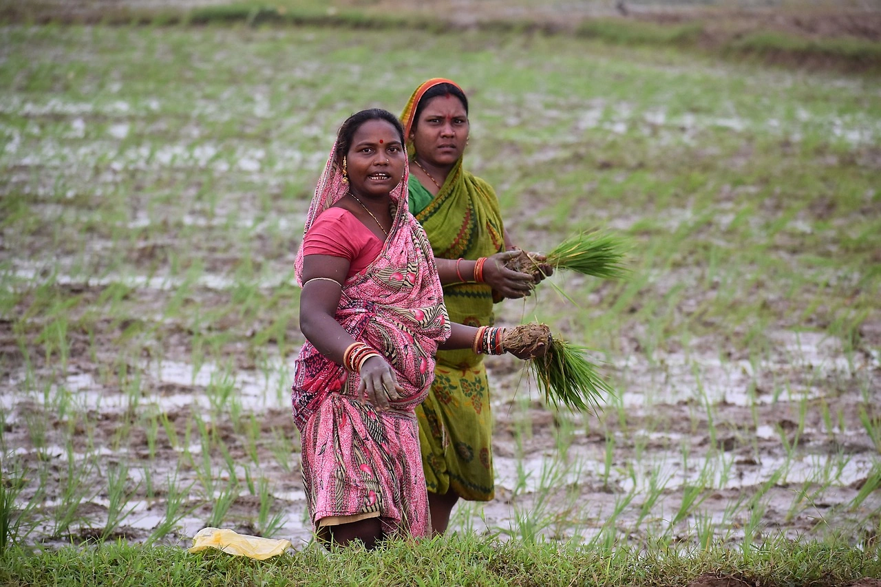 India's Dominance in Global Rice Trade Strains Water Resources as Aquifers Deplete