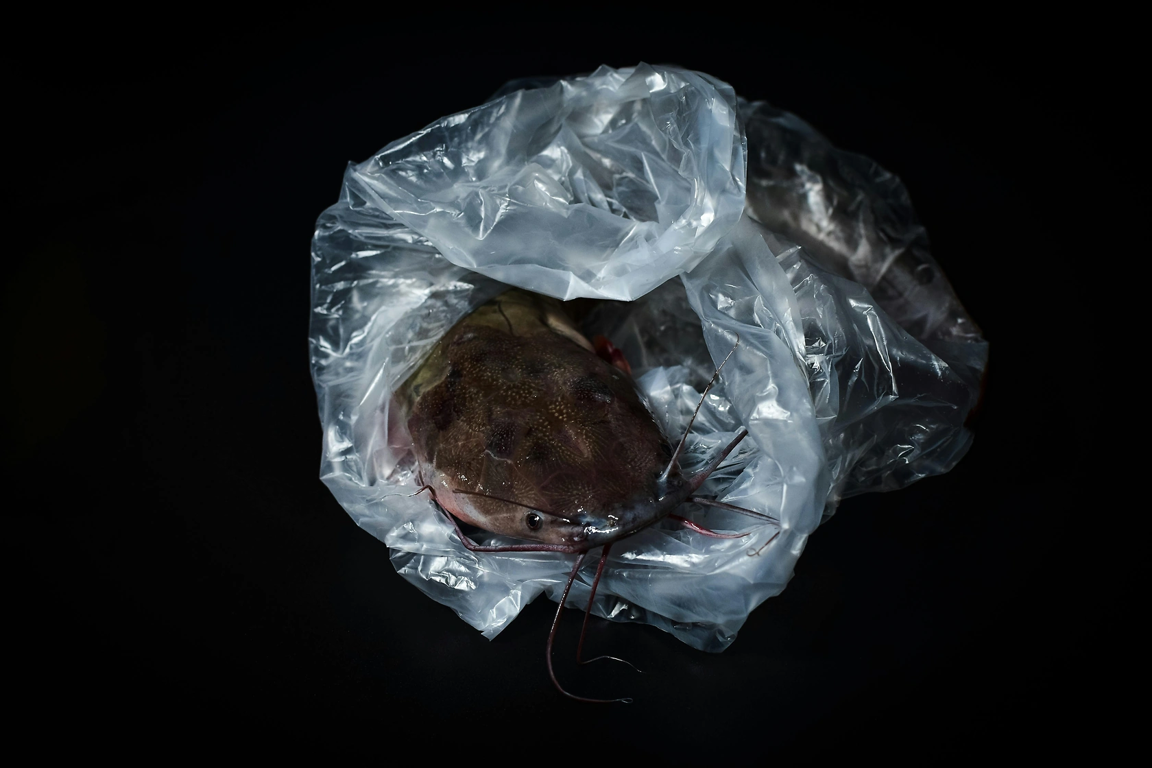 House Committee Approves Bill to Turn Invasive Catfish into Pet Food