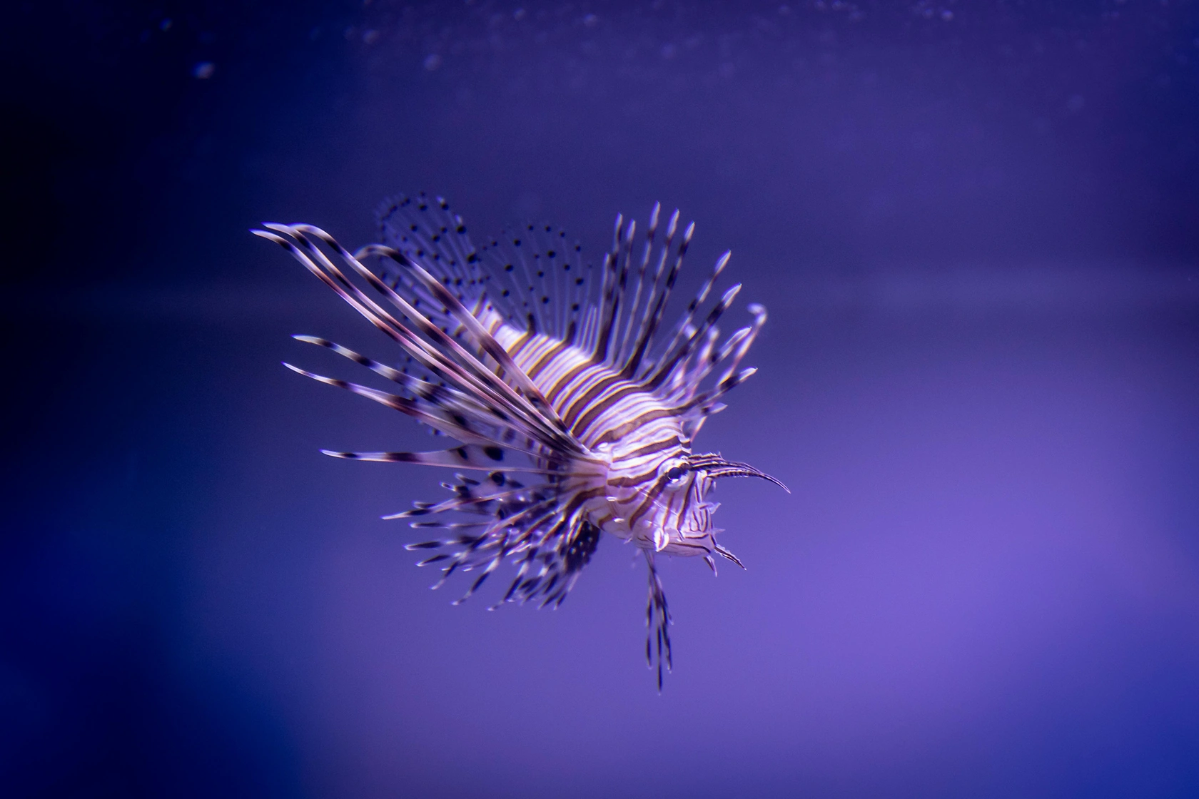 Lionfish Invasion Threatens Mediterranean Fish Populations, Gastronomy Offers Solution