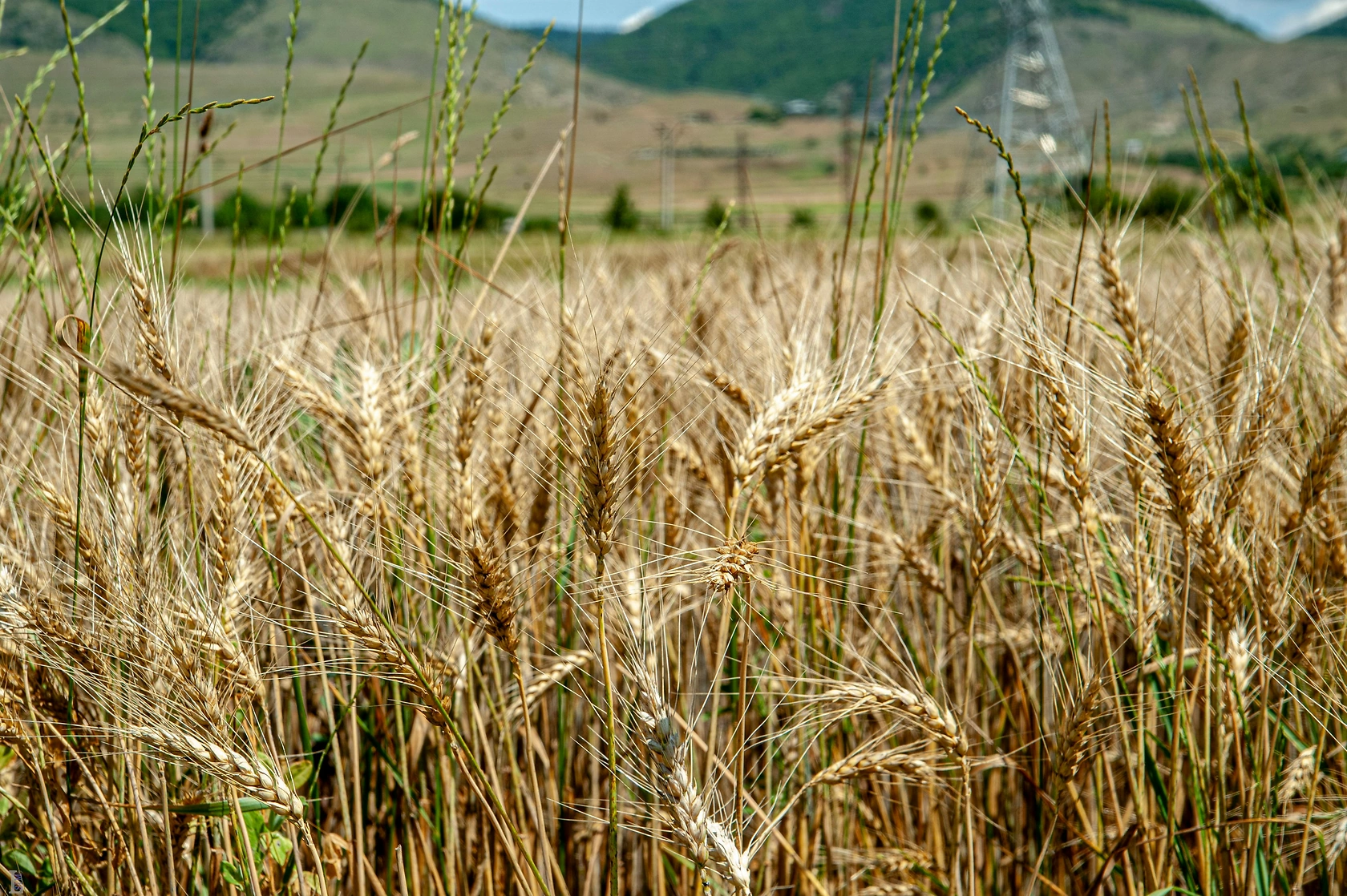 Kazakhstan Forecasts Near-Record Grain Output and Strong Exports for Upcoming Season