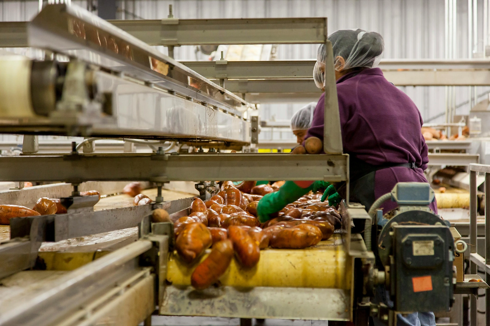 Sweet Potato Market Stability in Louisiana and Mississippi for 2025 Season