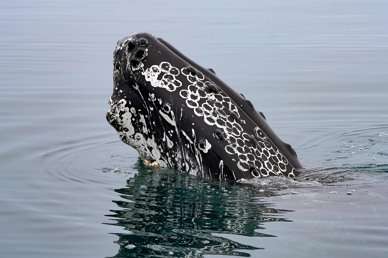 SEA.AI Secures Spanish Government Tender for Marine Mammal Detection Systems