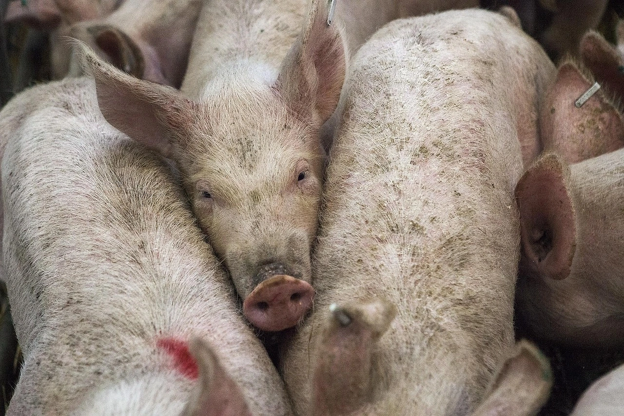 EU Pigmeat Prices: Week 22 Report Shows Slight Weekly Rise but Steep Annual Decline