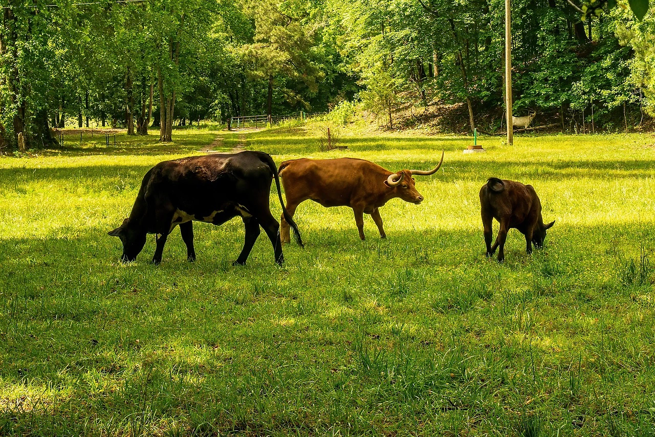 Number 8 Bio's BetterFeed: A Methane Solution That Pays for Itself
