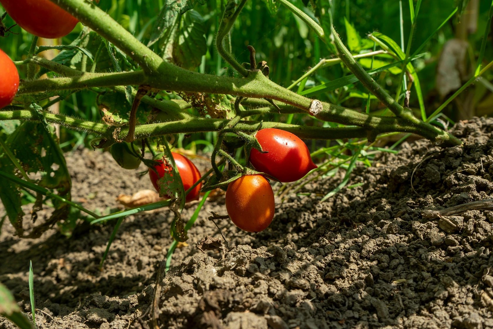 U.S. and Mexico Tomato Trade Deal Termination Could Spike Prices