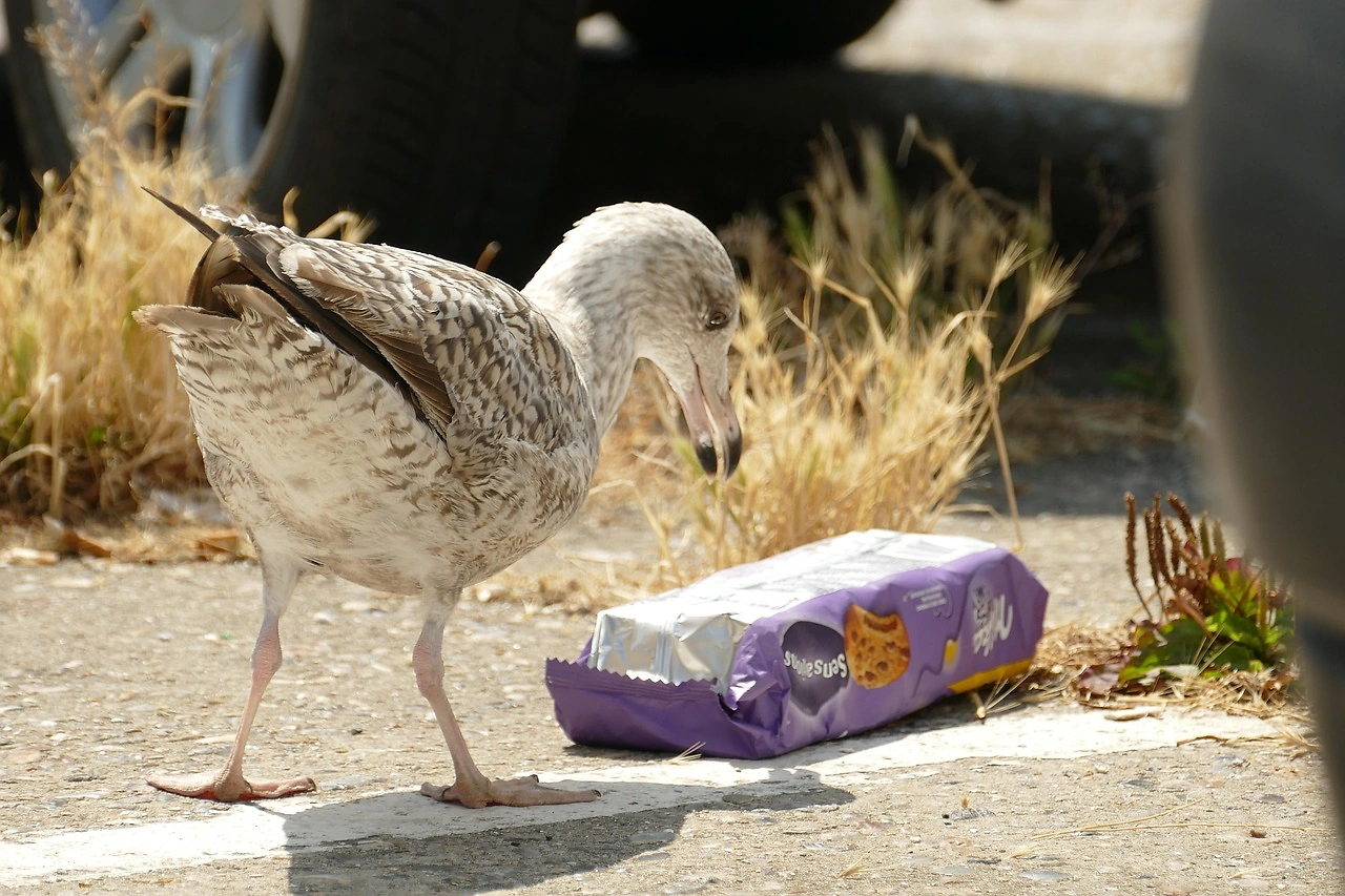 Plastic Pollution to Hit 280 Million Tonnes Annually by 2040, Report Warns