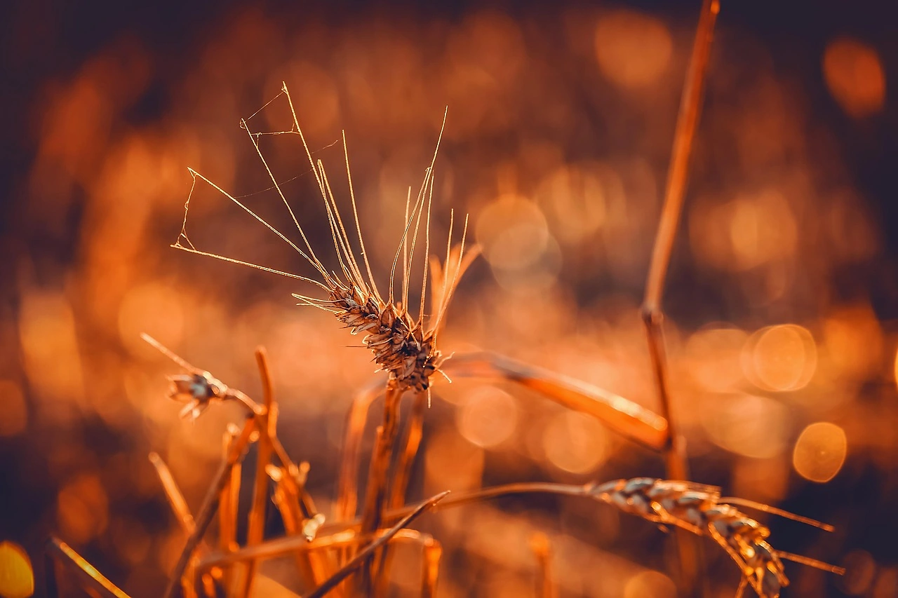 Minneapolis Wheat Contract Beats CME Group Challenge