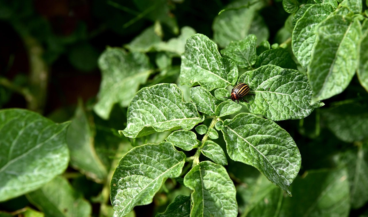 Mycoverse Secures €2.4M Pre-Seed to Combat Potato Blight with AI-Powered Biopesticides
