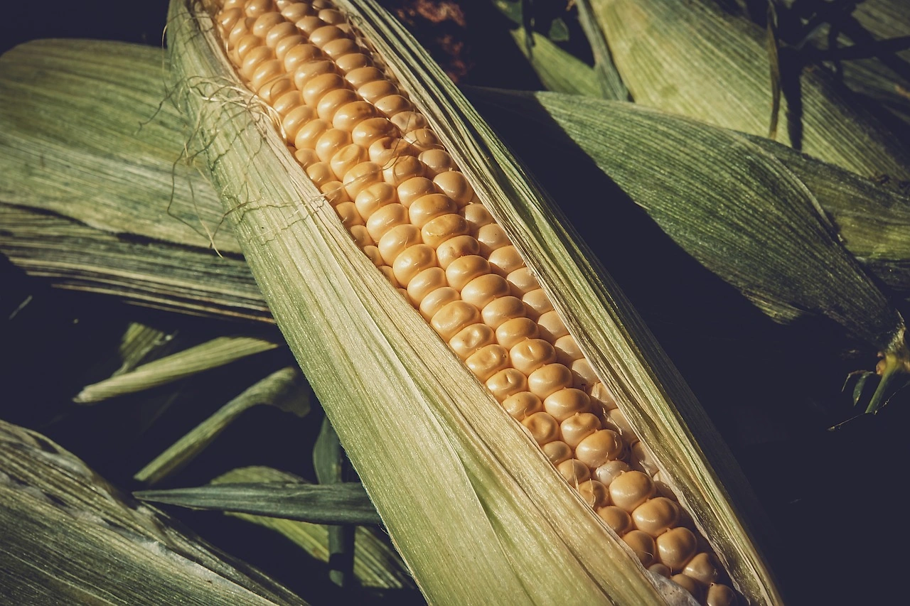 Riley Didion Named 2026 NAMA Corn Division Chair