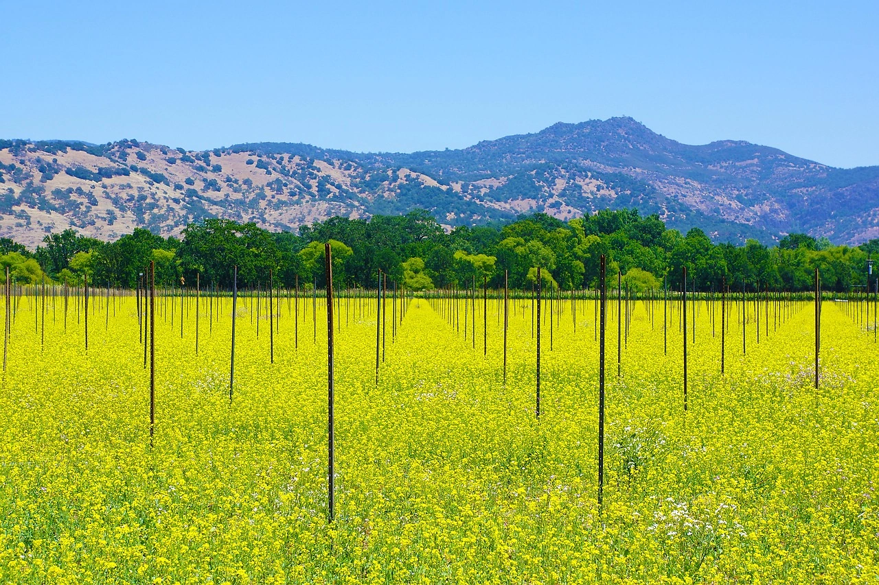 Gallo Cuts 93 Jobs and Closes Napa Facility Amid Industry Shifts